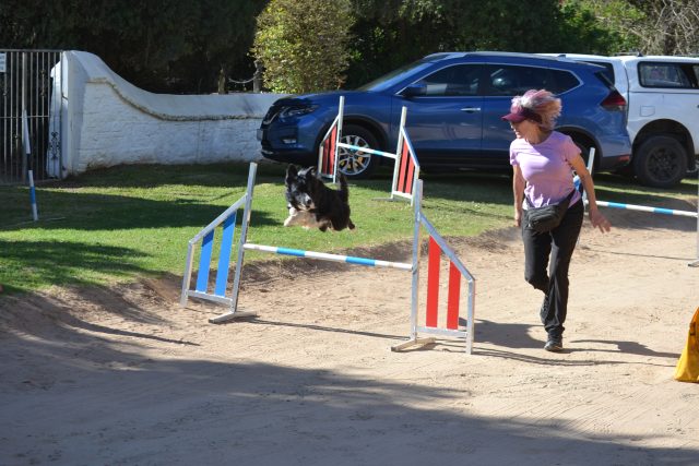 Every pooch has its day at Bathurst Dog Show - Talk of the Town